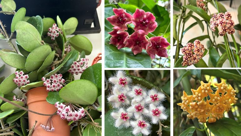 Discover the Wonders of Growing Hoyas - SACE