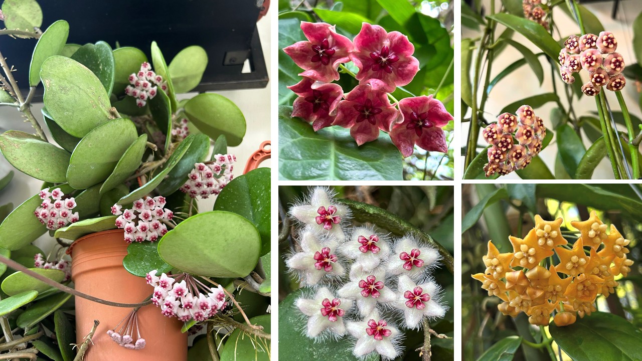 Discover the Wonders of Growing Hoyas - SACE